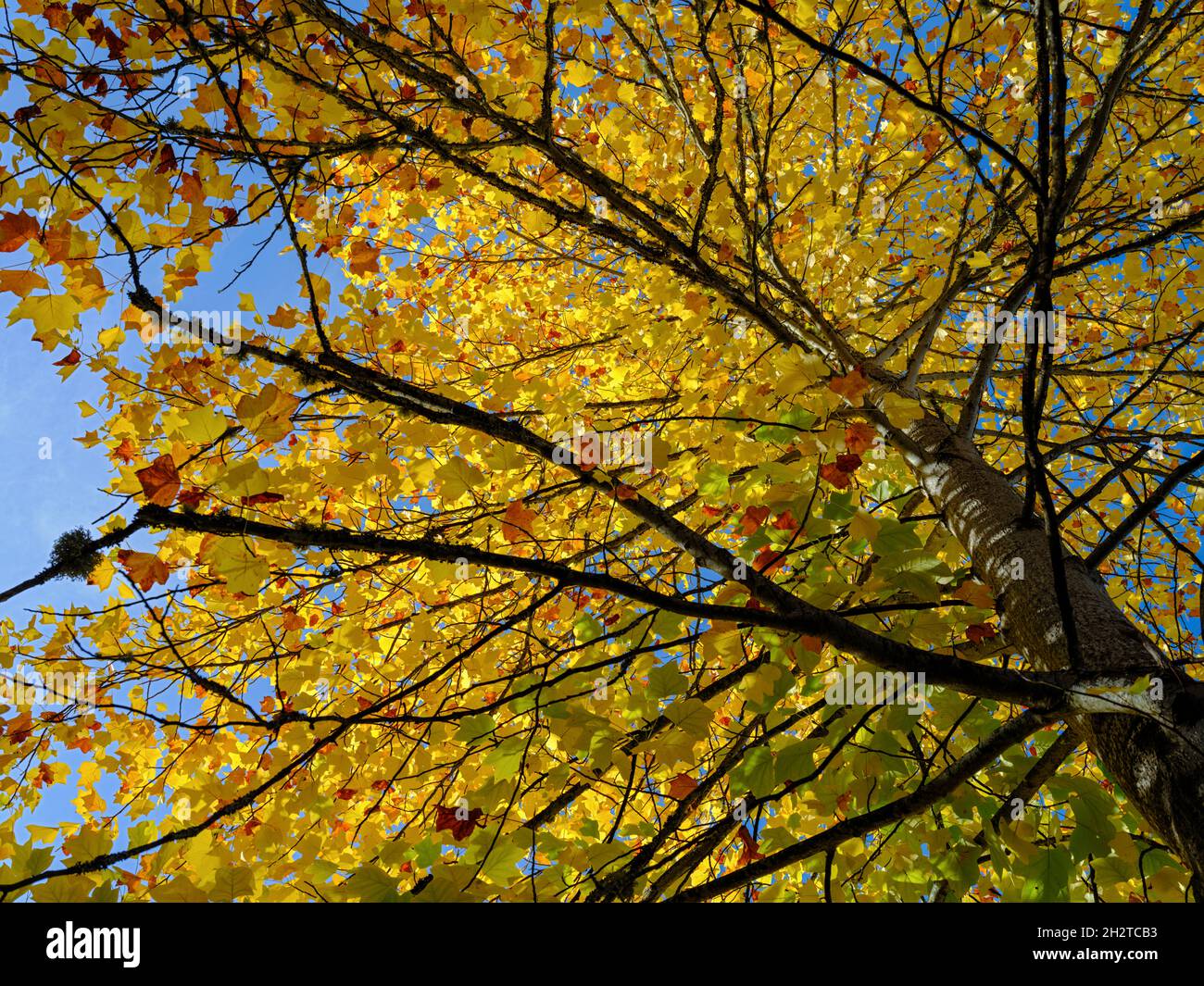 The autumn foliage on a tree looking upward Stock Photo - Alamy