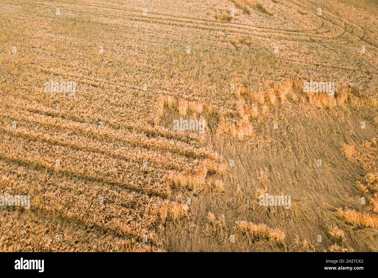 Aerial view of ripe farm field ready for harvesting with fallen down ...