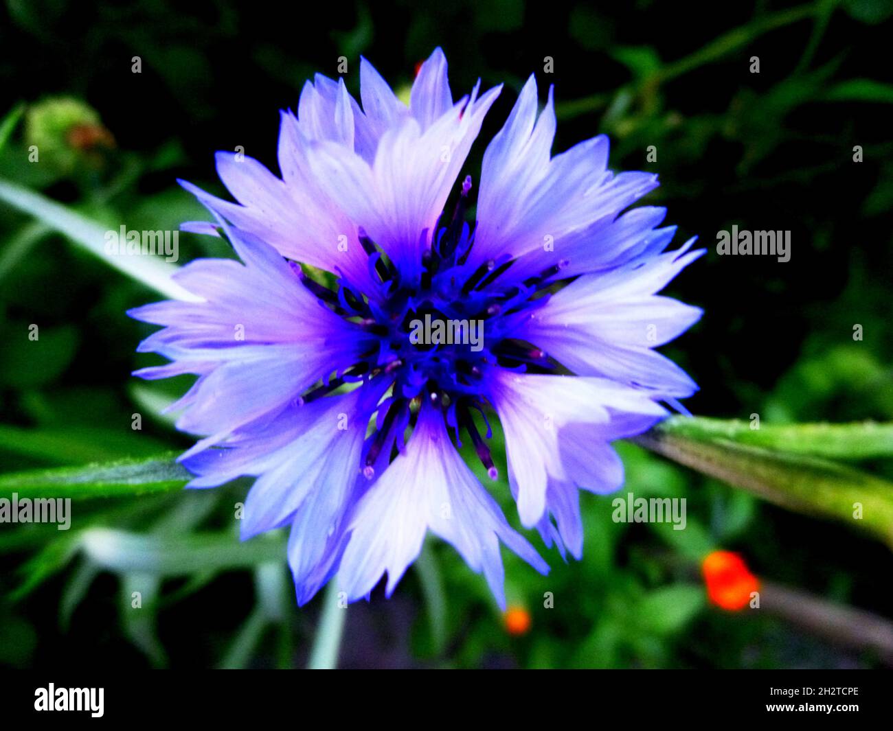 Cornflower, Centaurea montana blooming, one flower top view. Blue ...