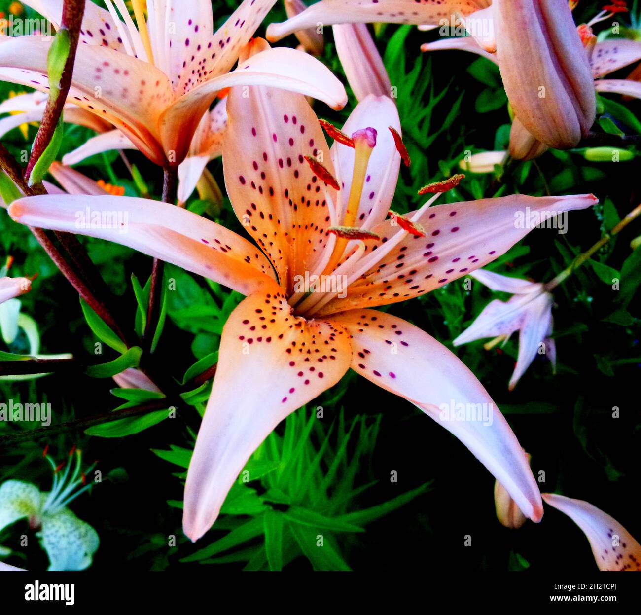 Lilium lancifolium bud hi-res stock photography and images - Alamy