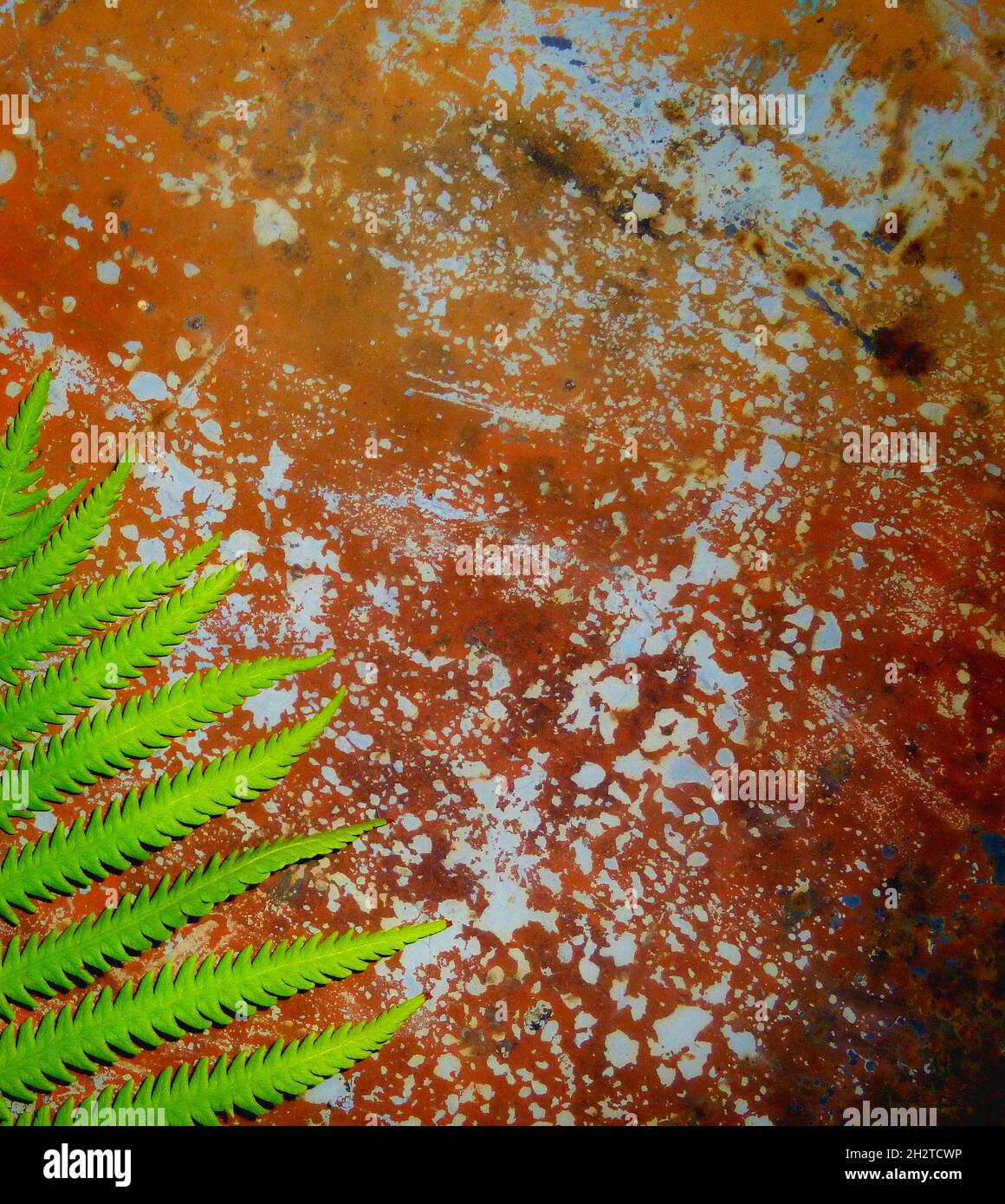 Fern leaves on rusty metal background close-up. Place for your text ...