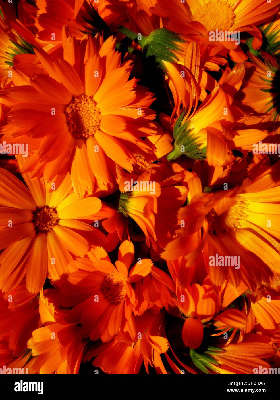 Calendula flowers. Harvesting. Many orange flowers. Background floral ...