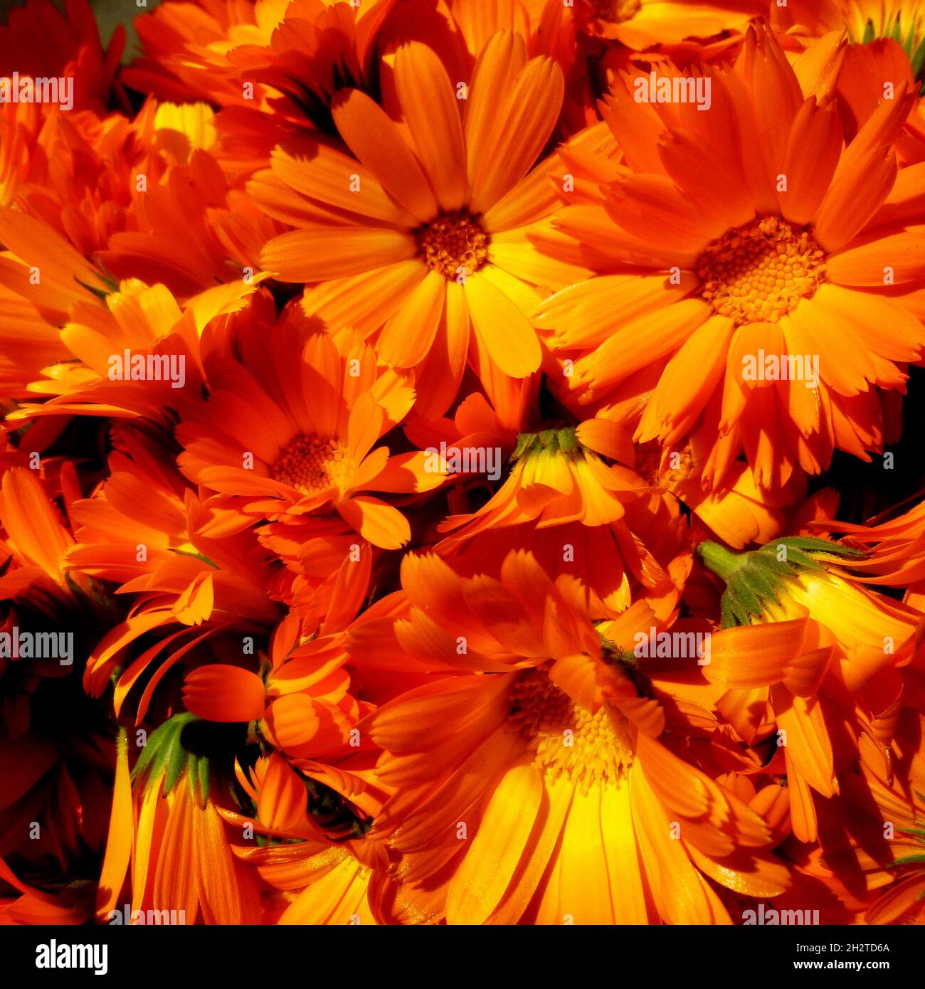 Calendula flowers. Harvesting. Many orange flowers. Background floral ...