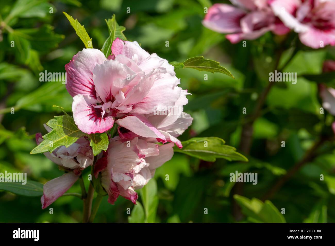 Hibiscus 'Lady Stanley' a summer flowering shrub plant with a pink red ...