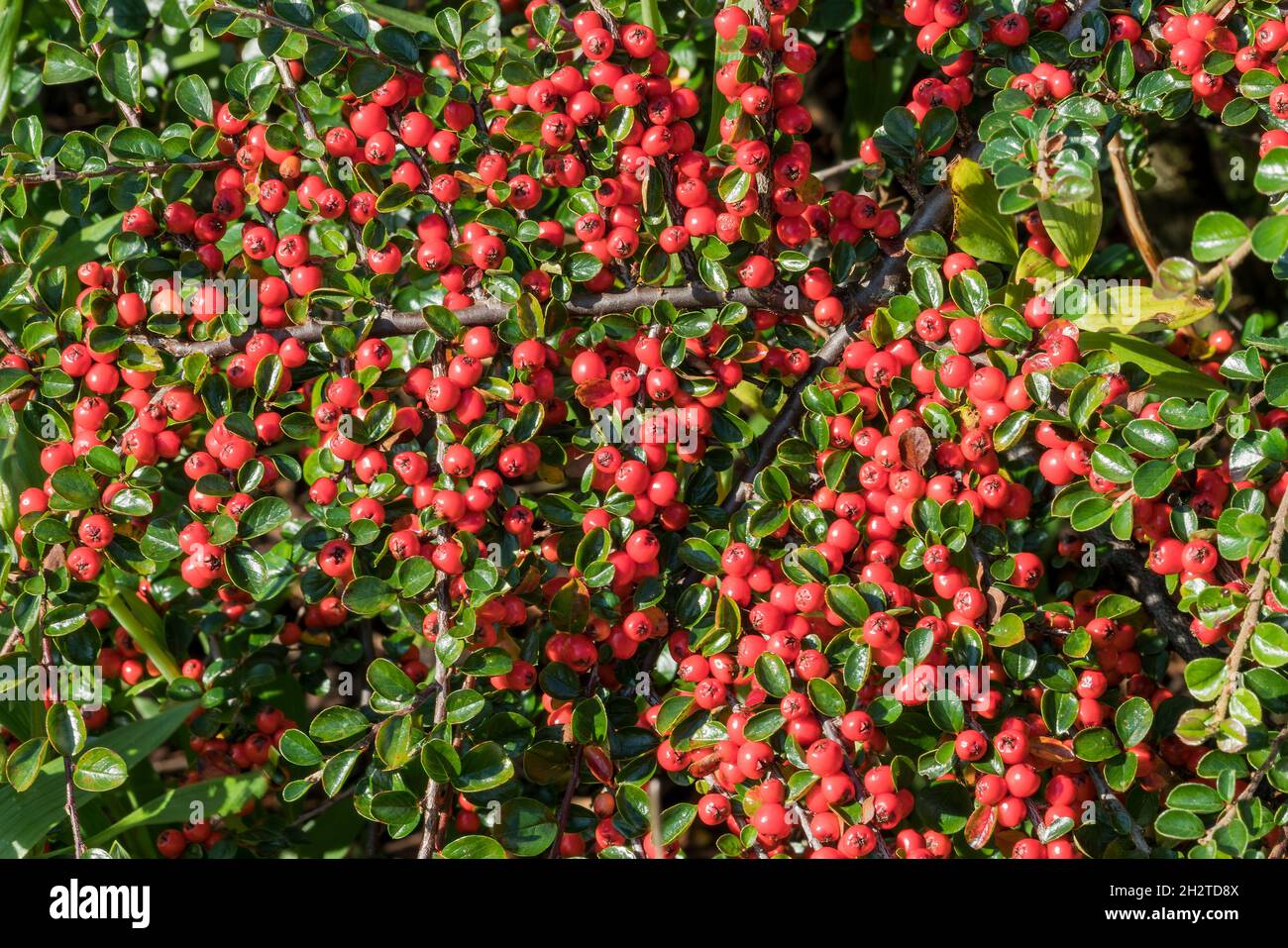 Cotoneaster horizontalis a spring dwarf spreading shrub hedging plant ...