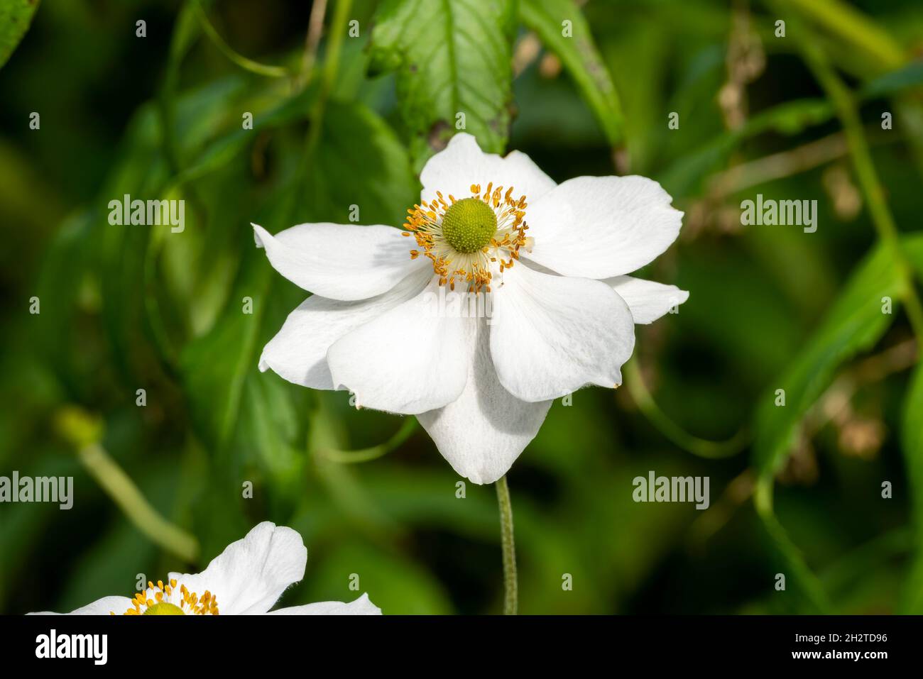 Anemone x hybrida 'Honorine Jobert' a summer autumn fall flowering ...