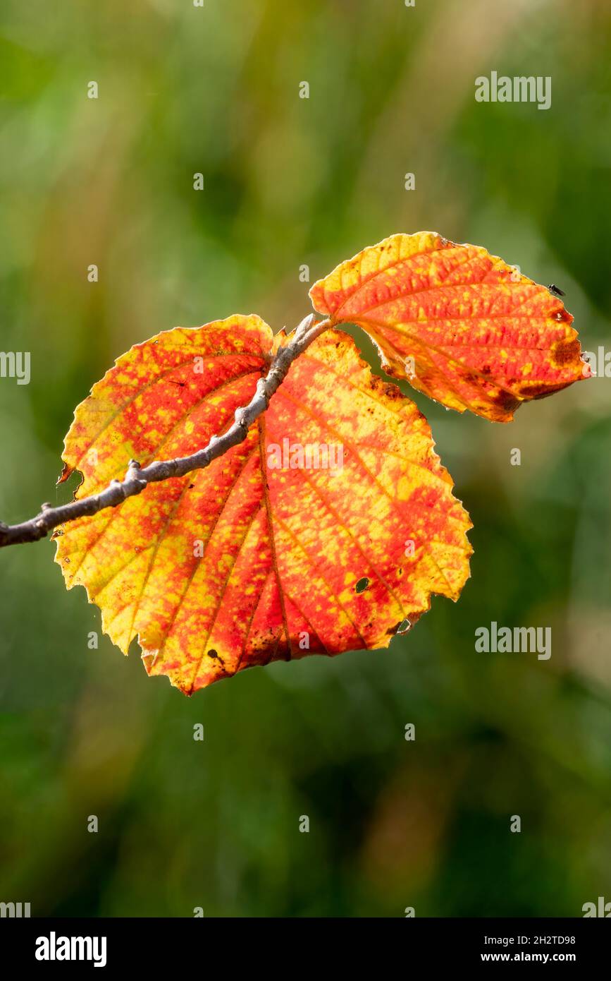 Autumn colour of a witch hazel (Hamamelis x Intermedia) tree shrub leaf ...