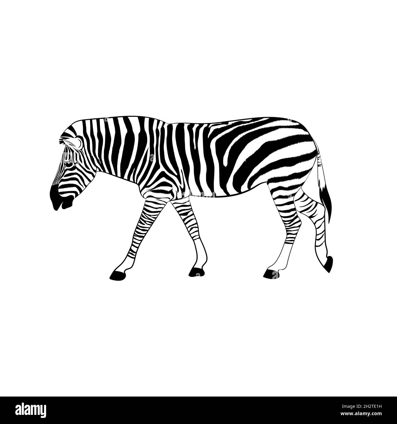 graphics image animal zebra vector illustration isolated white ...
