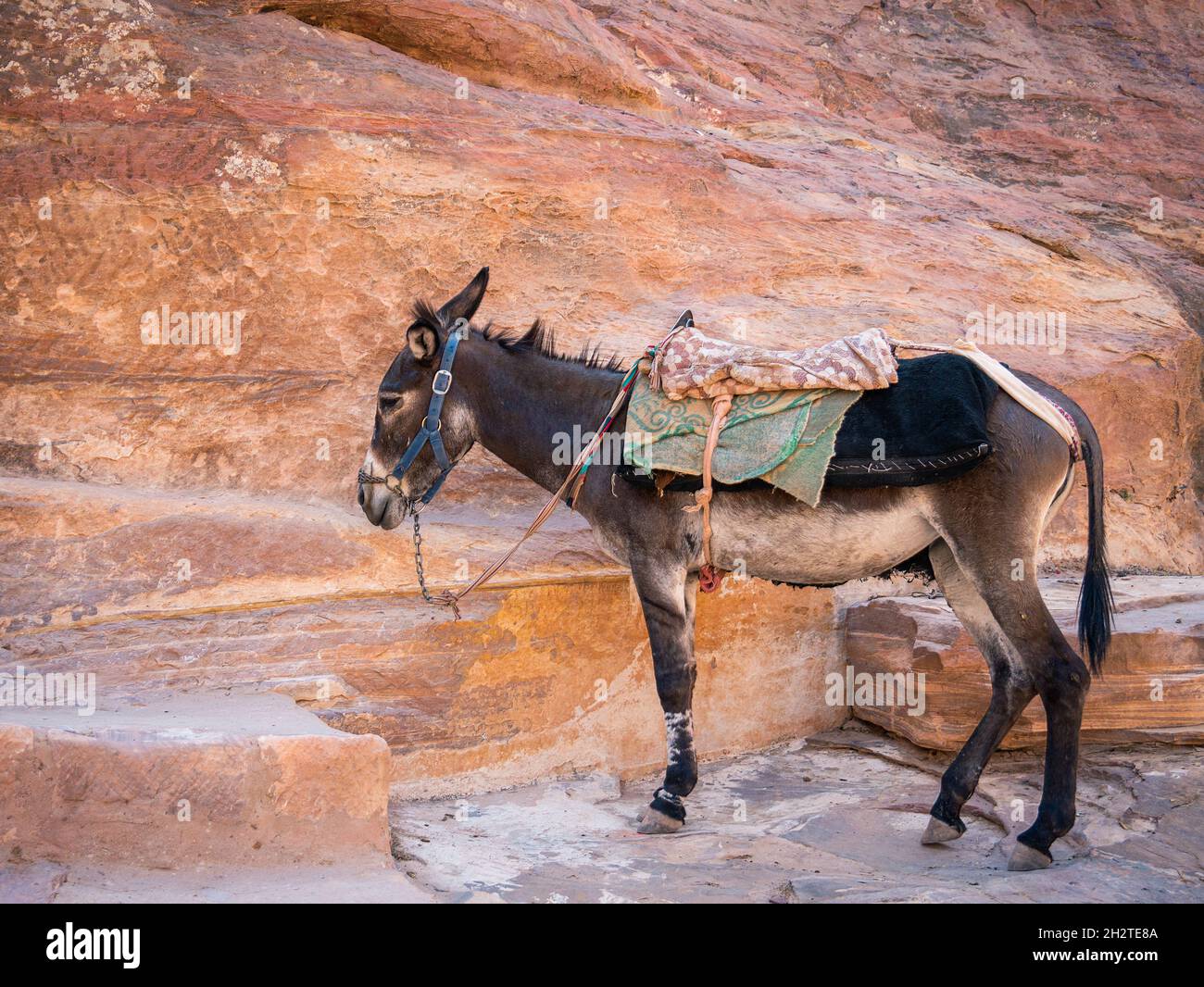 A donkey or mule with a saddle on his back in the desereted area of ...