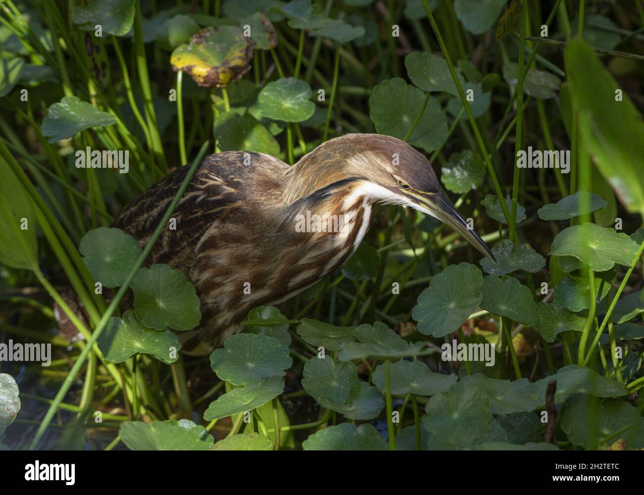 A close-up shot of an American bittern in nature Stock Photo - Alamy