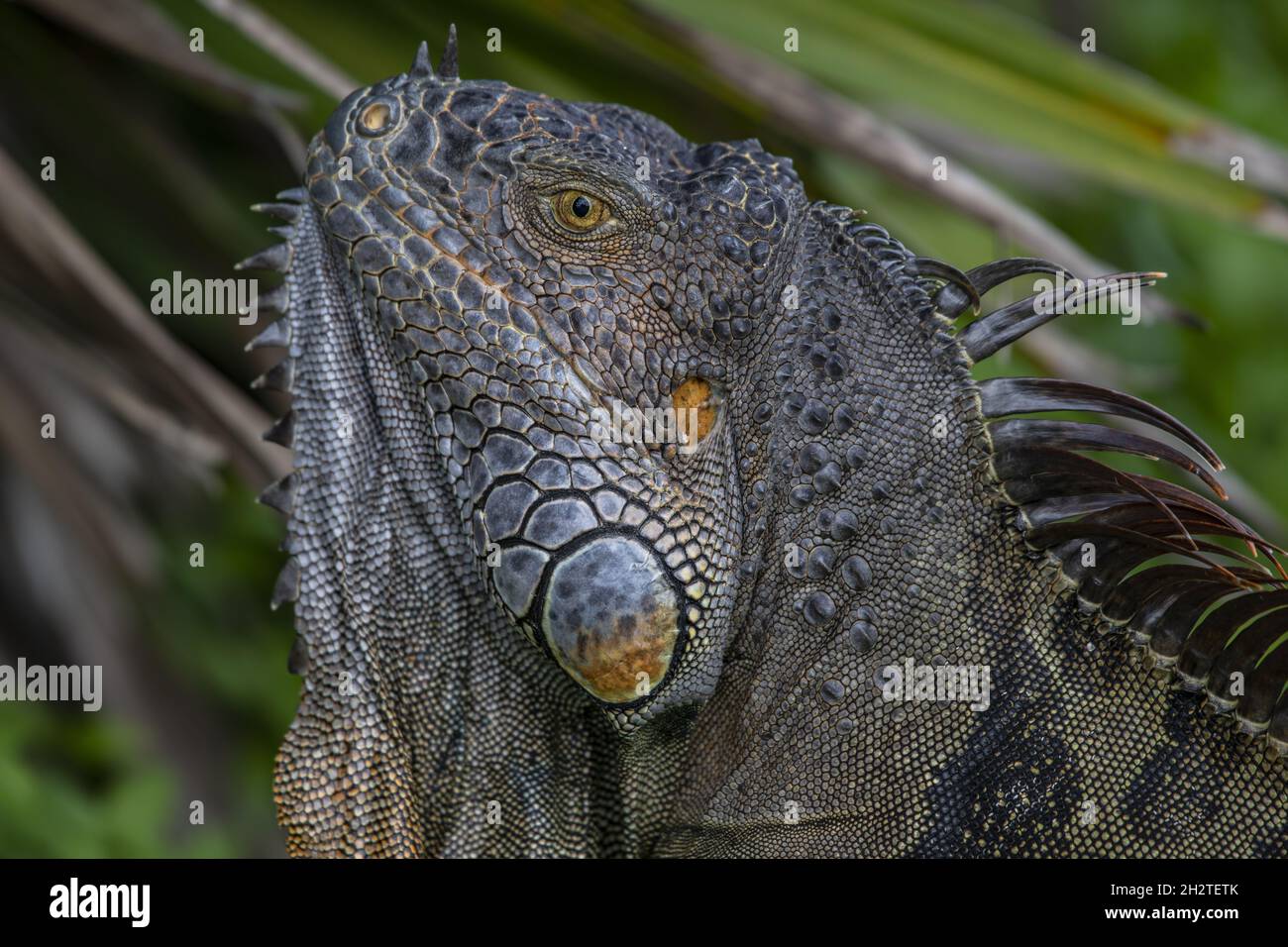 American iguana large arboreal hi-res stock photography and images - Alamy