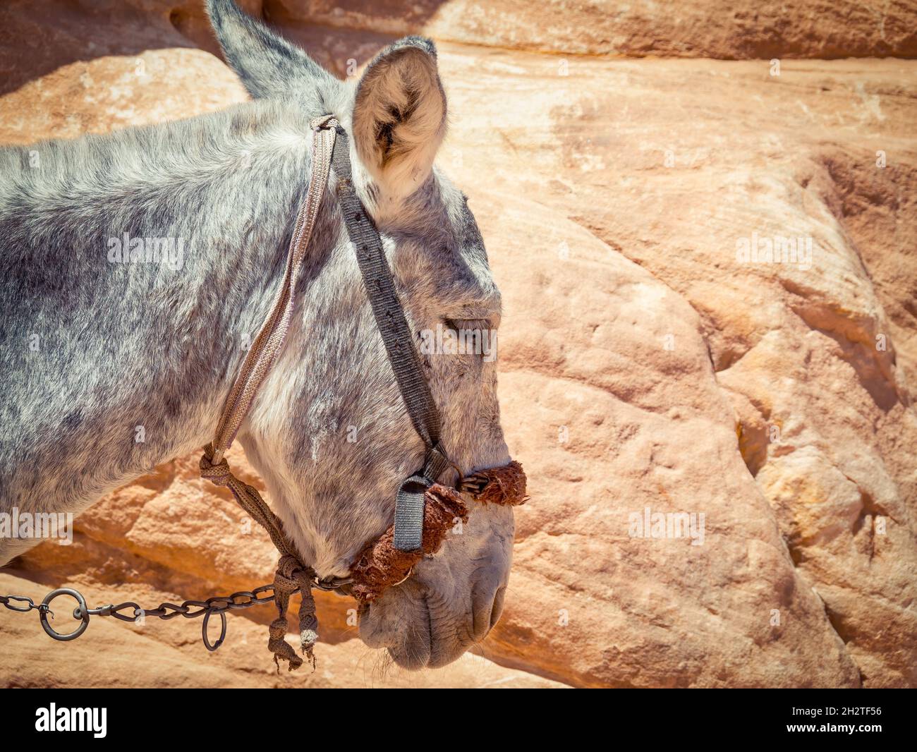 Donkey side view cute hi-res stock photography and images - Alamy