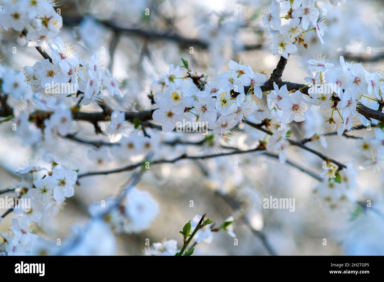 Fruit tree twigs with blooming white and pink petal flowers in spring ...