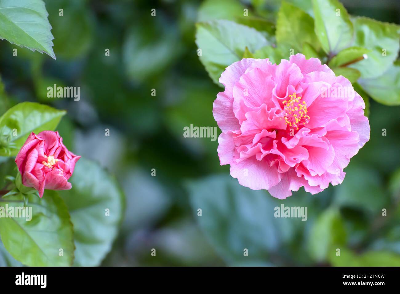 A shallow focus of a sunny pink Hibiscus flower and a bud in the garden ...