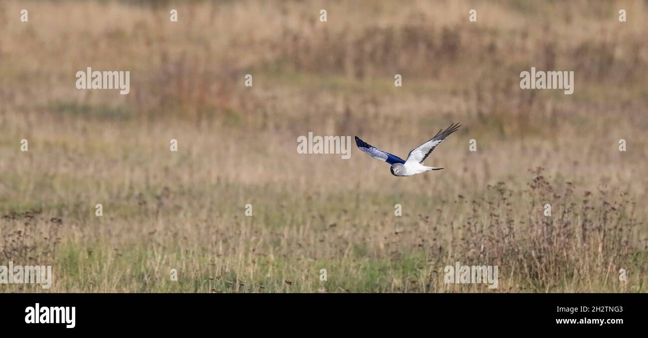 Male Hen harrier flying over field Stock Photo - Alamy