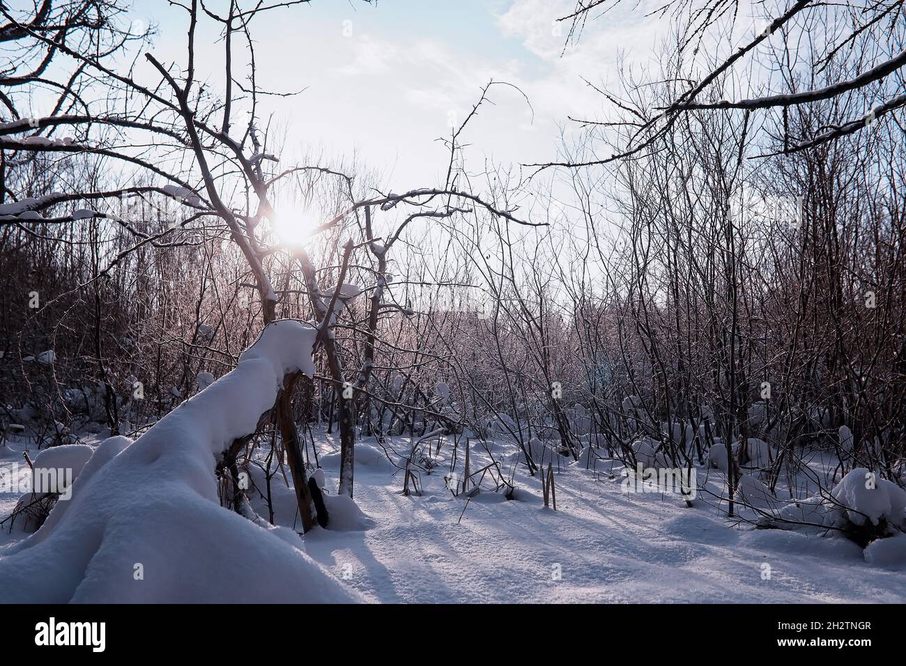 Winter forest landscape. Tall trees under snow cover. January frosty ...