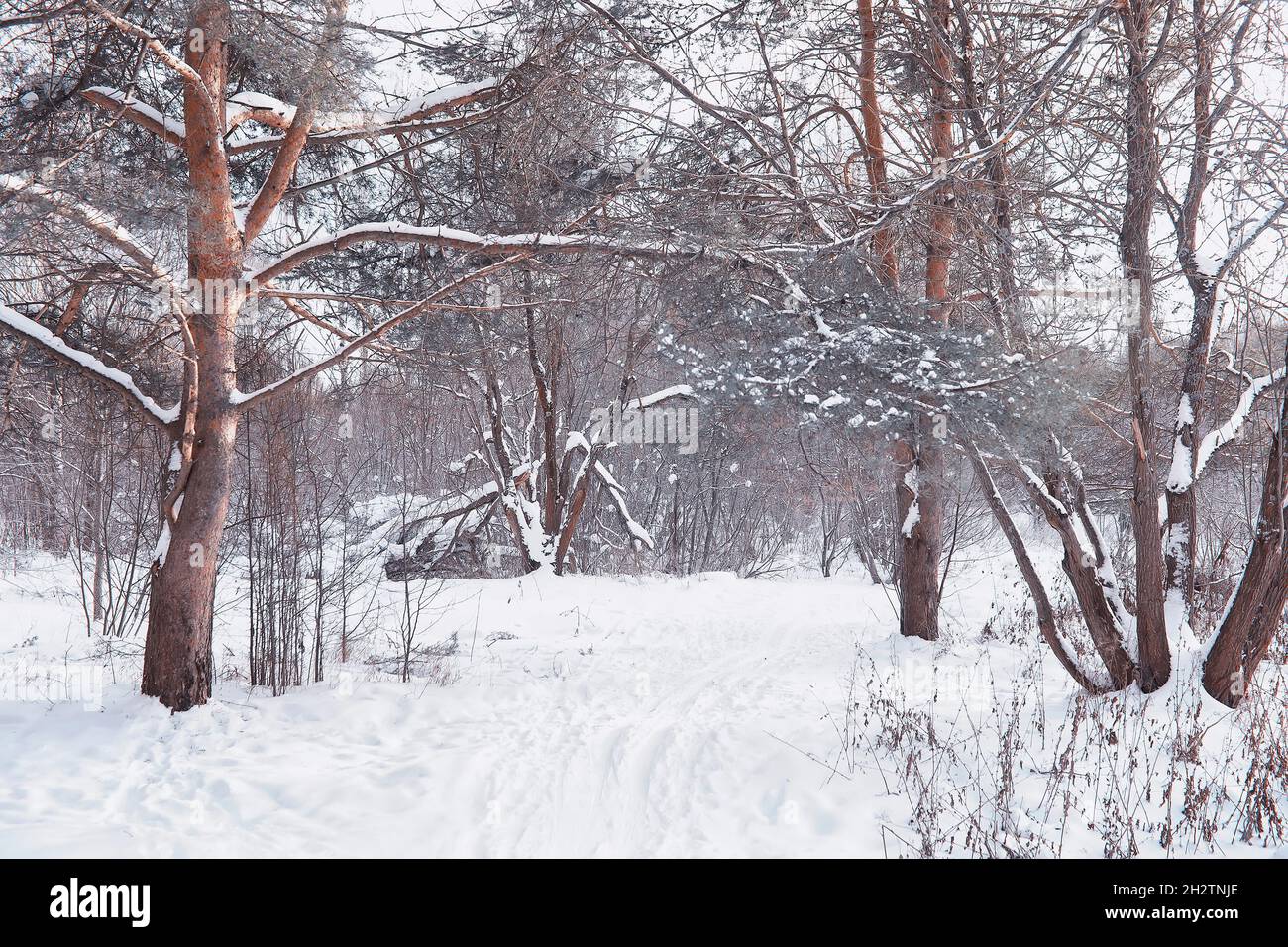 Winter forest landscape. Tall trees under snow cover. January frosty ...