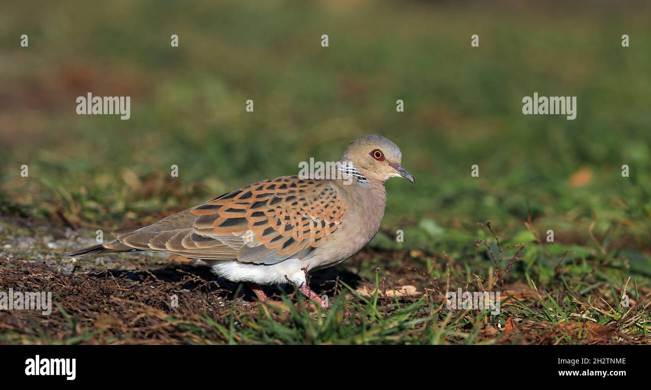 Turtledove plumage hi-res stock photography and images - Alamy