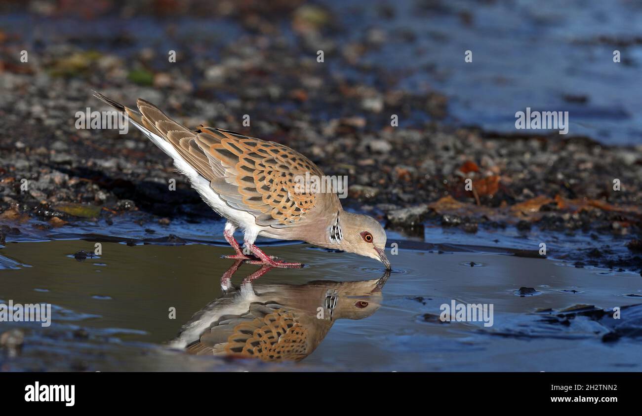 European turtle dove drinking water Stock Photo - Alamy