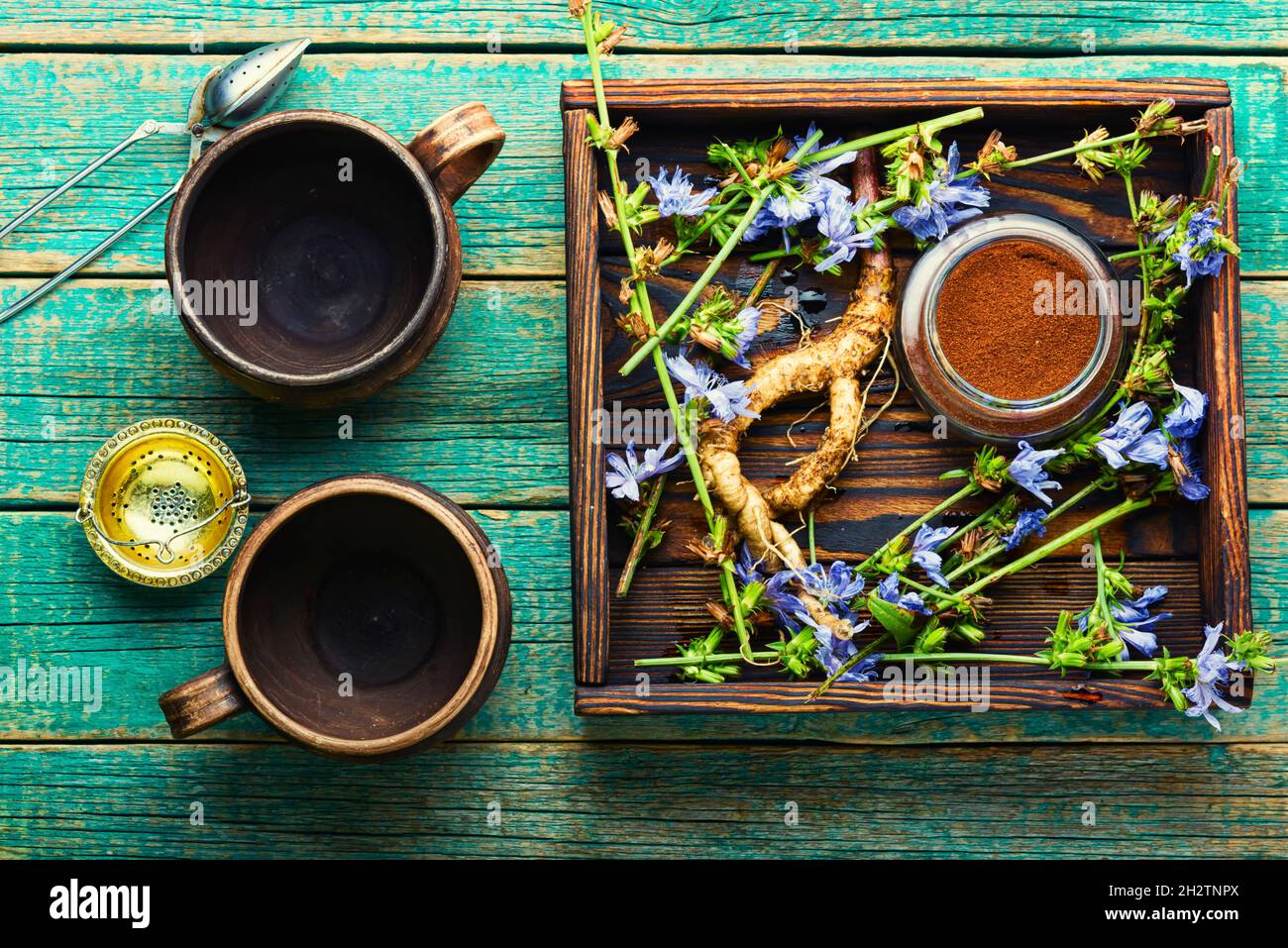 Chicory root and chicory flowers.Wild plant in alternative medicine ...