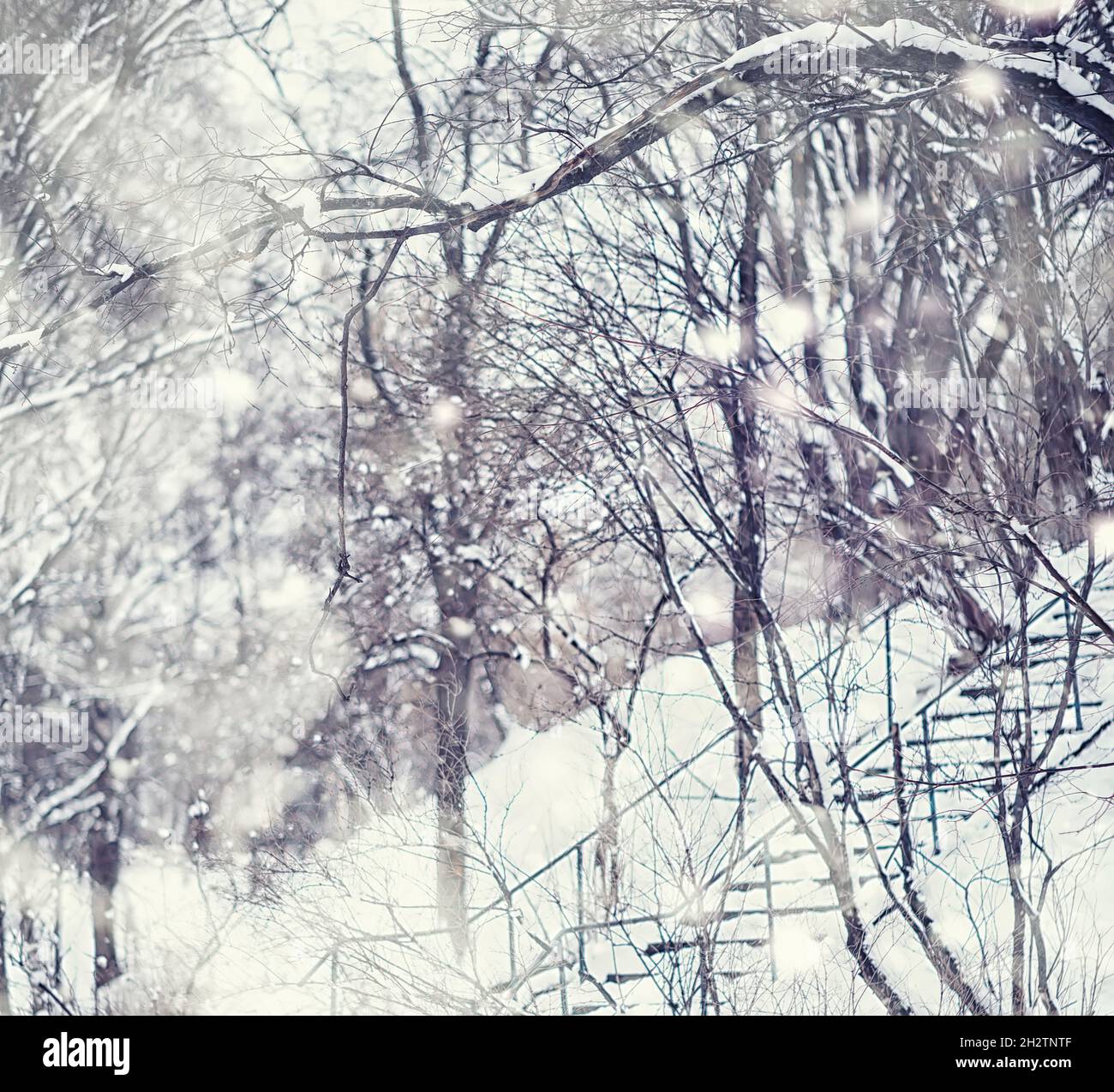 Winter forest landscape. Tall trees under snow cover. January frosty ...