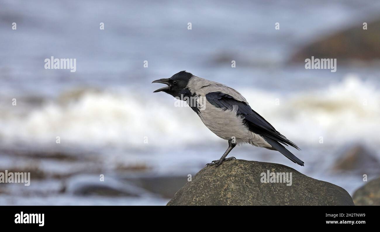 Cawing crow hi-res stock photography and images - Alamy