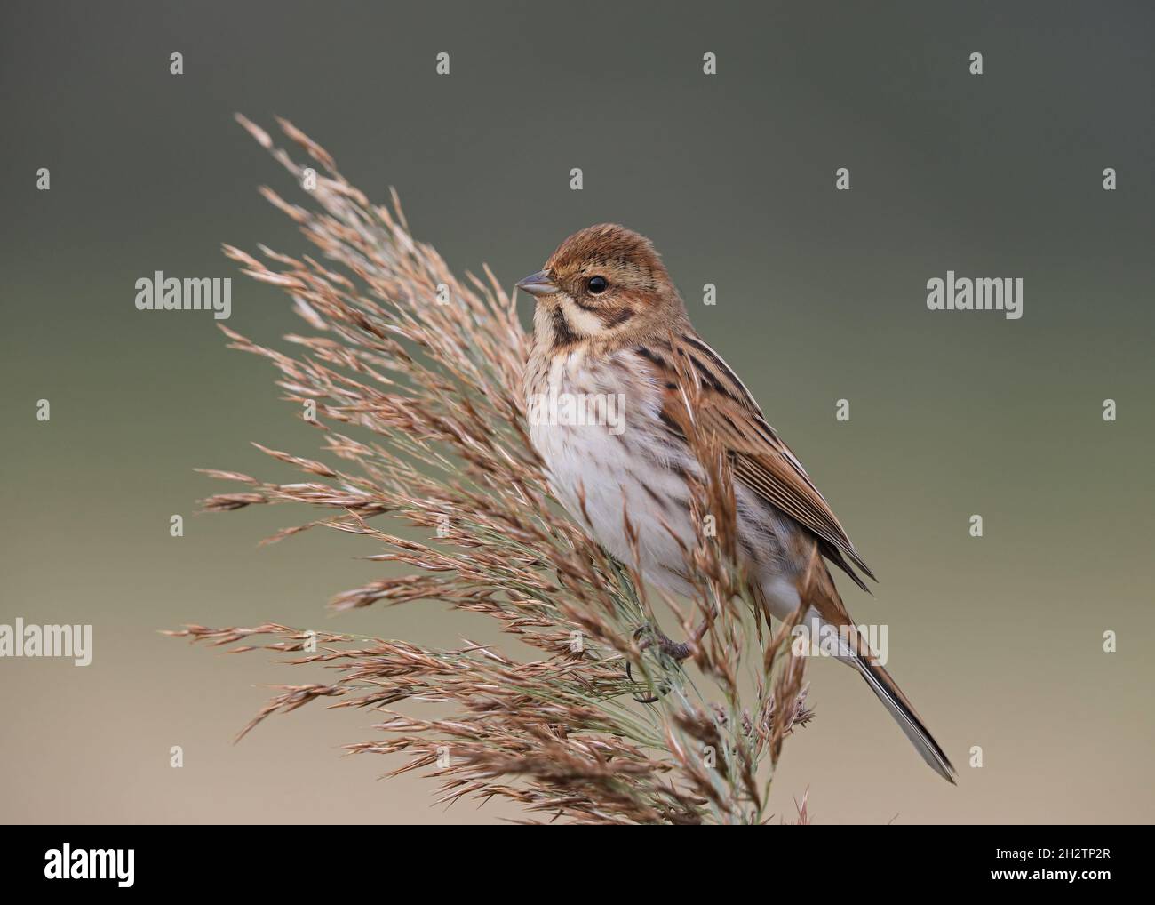 Common Reed bunting sitting on Reed seed head Stock Photo - Alamy