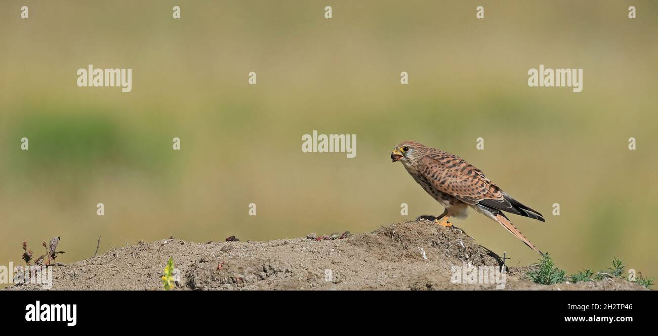 Common kestrel eating mouse Stock Photo - Alamy