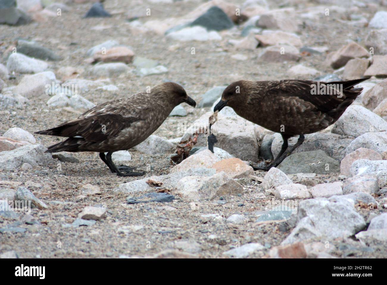 Skua close-up in Antarctica Stock Photo - Alamy