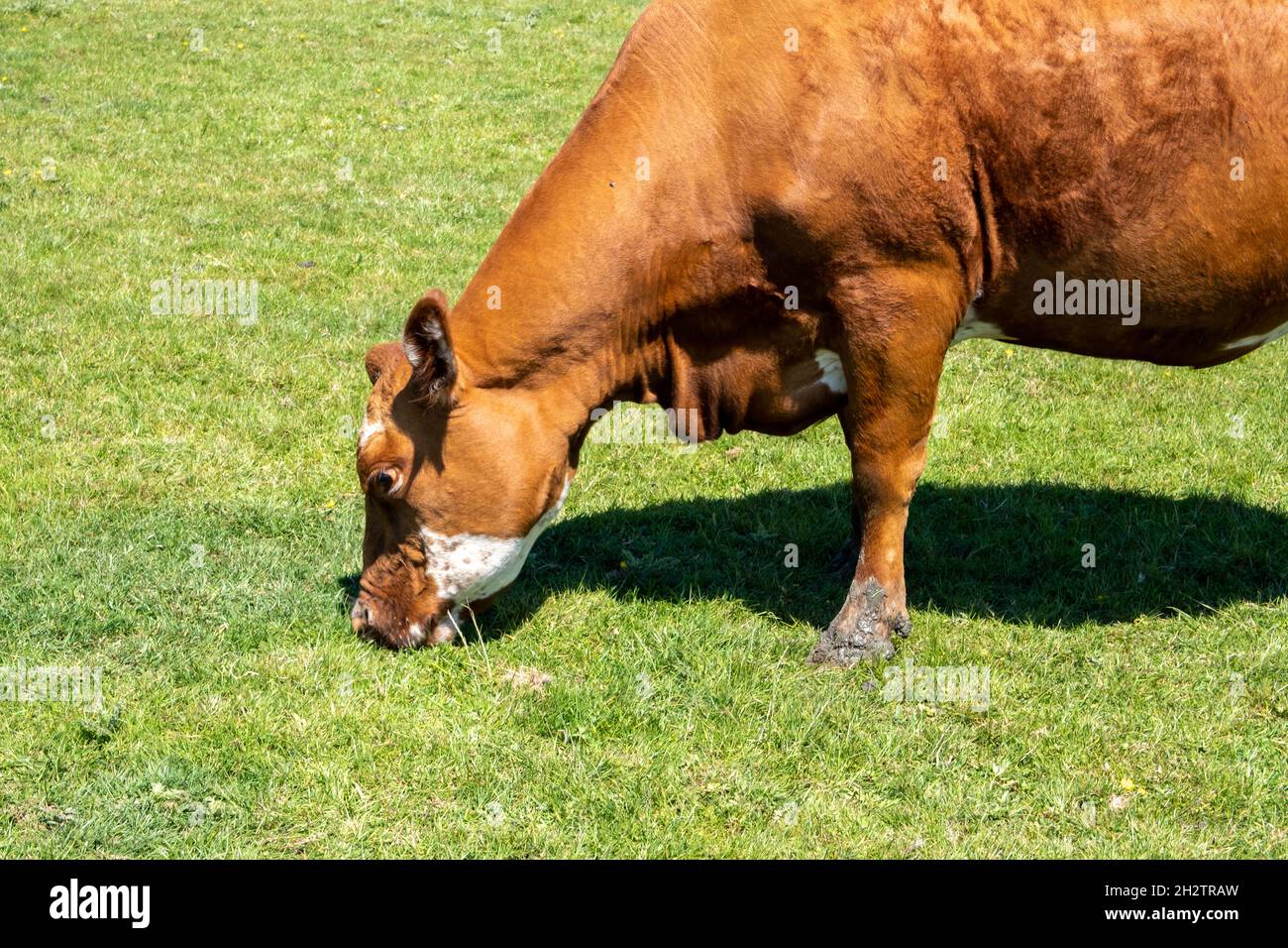 Cow in a field Stock Photo - Alamy