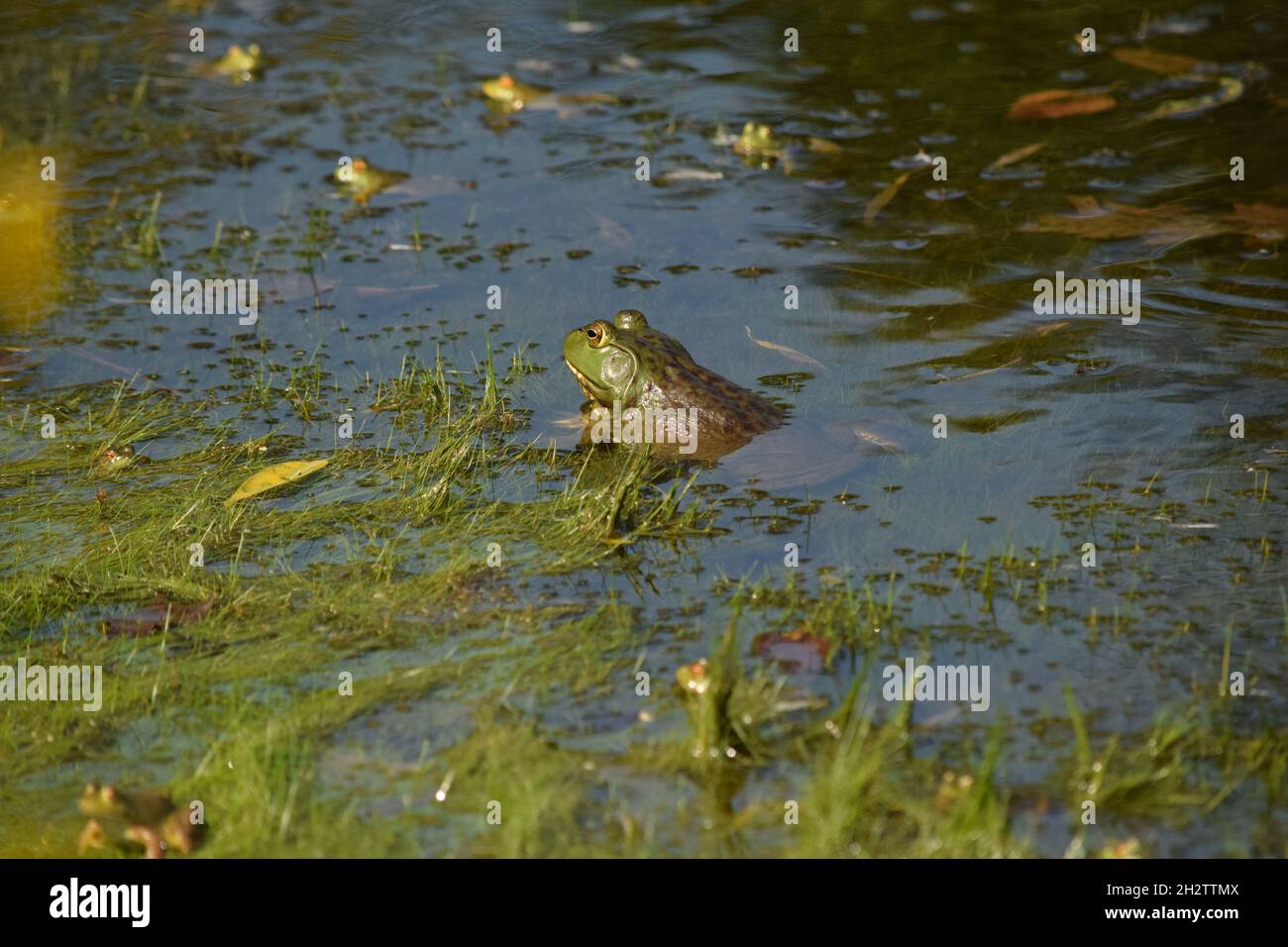 American Bullfrog (The Big One Stock Photo - Alamy