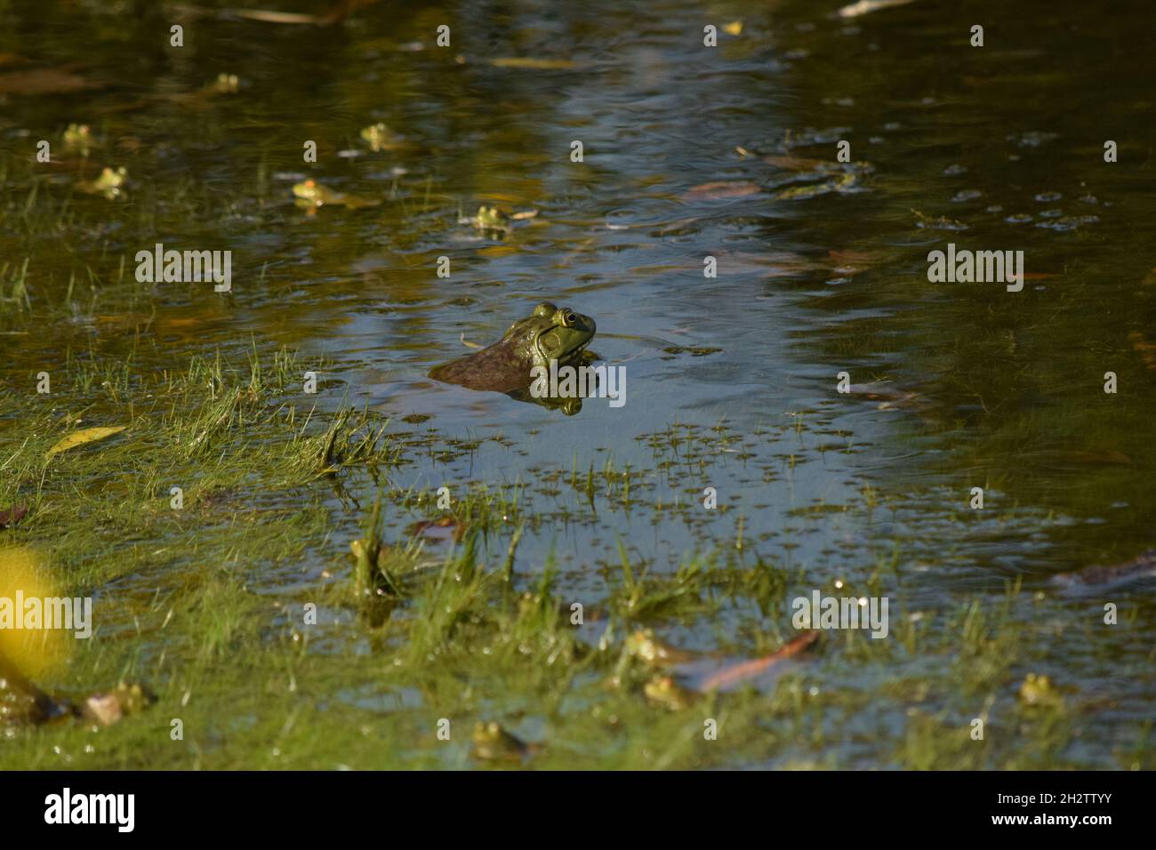 American midwest nature hi-res stock photography and images - Alamy