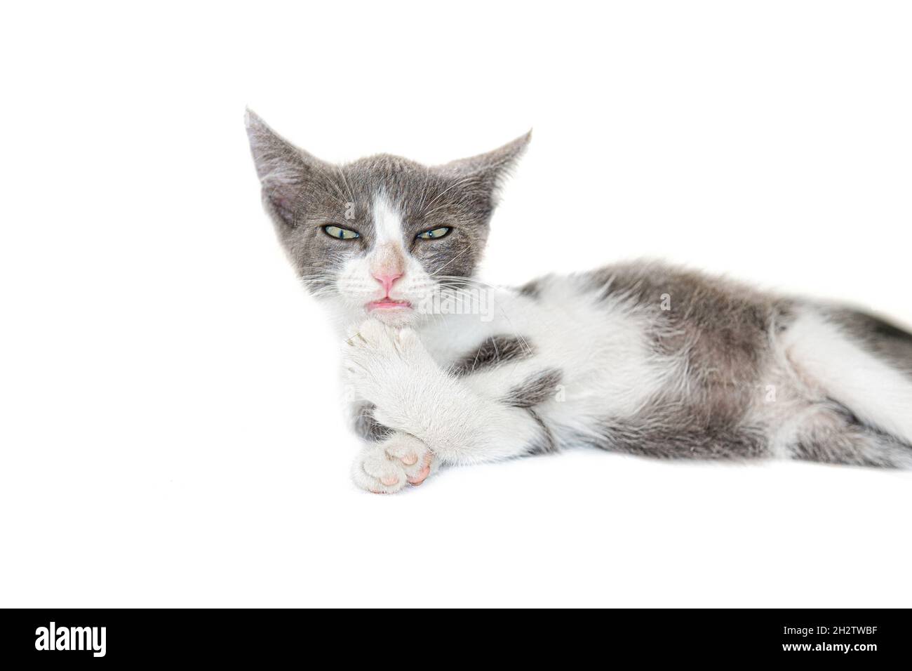 Close-up of a thinking kitten isolated on white Stock Photo - Alamy