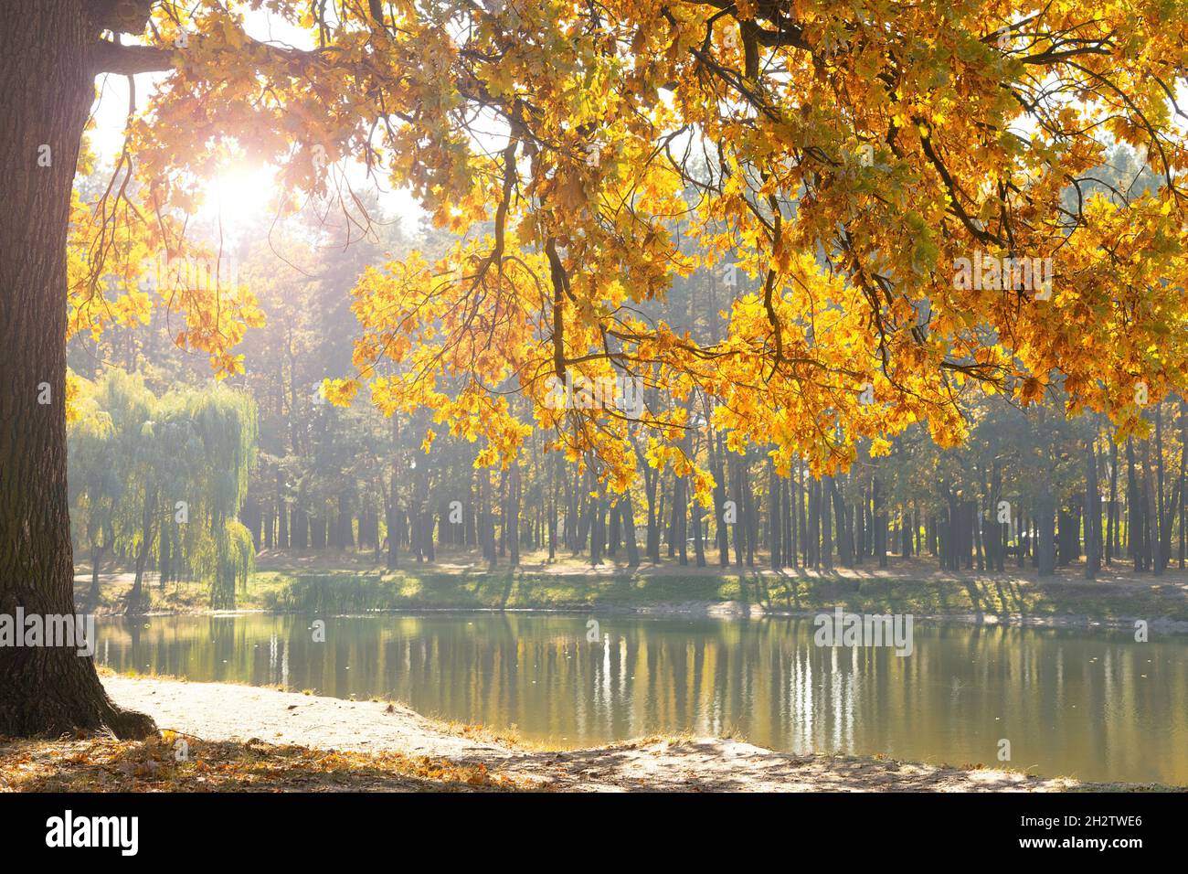Fall scenery. Under the branches of an oak tree by the pond Stock Photo ...