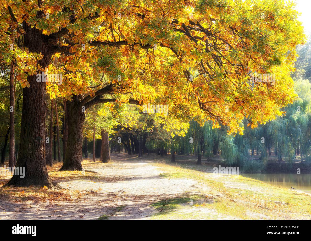 Golden autumn landscape. Walkway under the branches of the oak trees by ...