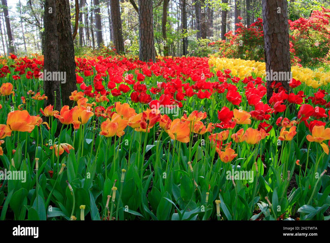 tulip, tulip flowers Stock Photo - Alamy