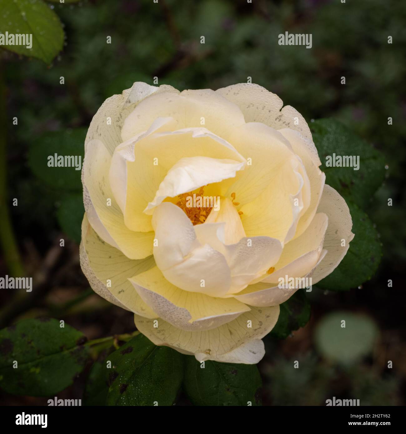 A closeup shot of a white rose growing in the garden on leaves ...