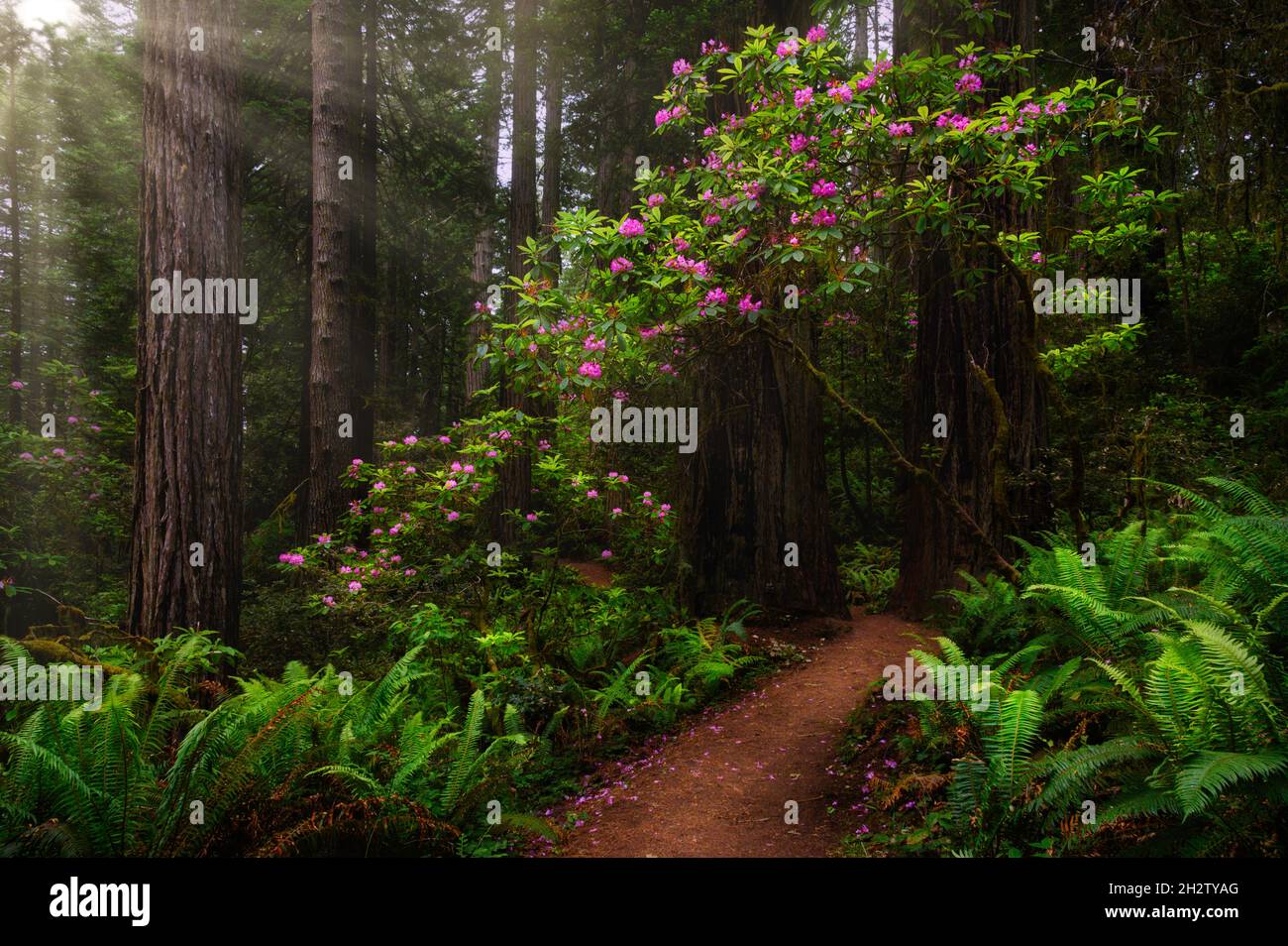Wild flower branch and sun ray cross over trail and in rain forest at ...