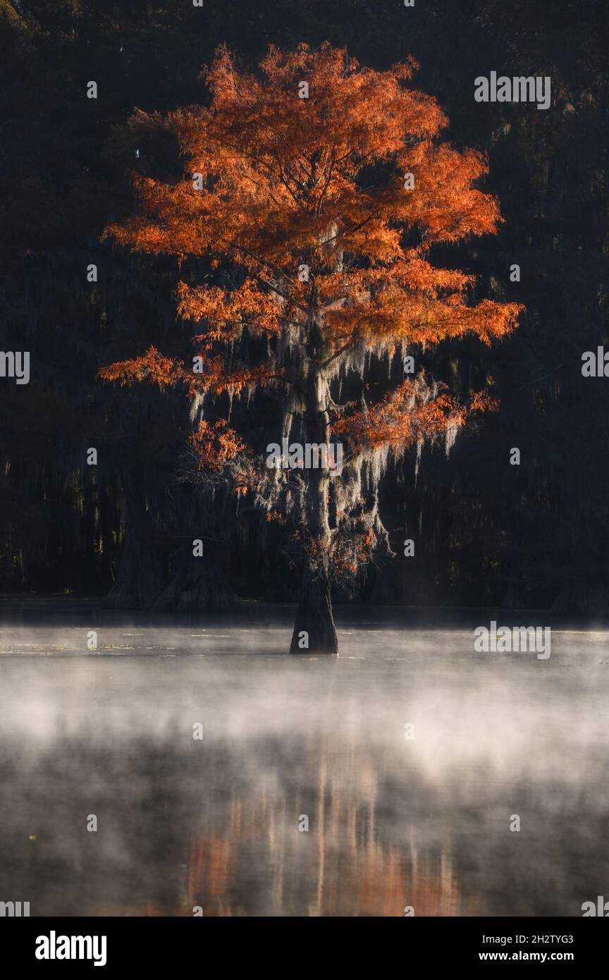 Fall color of cypress in swamp at Caddo Lake State Park, Texas Stock ...