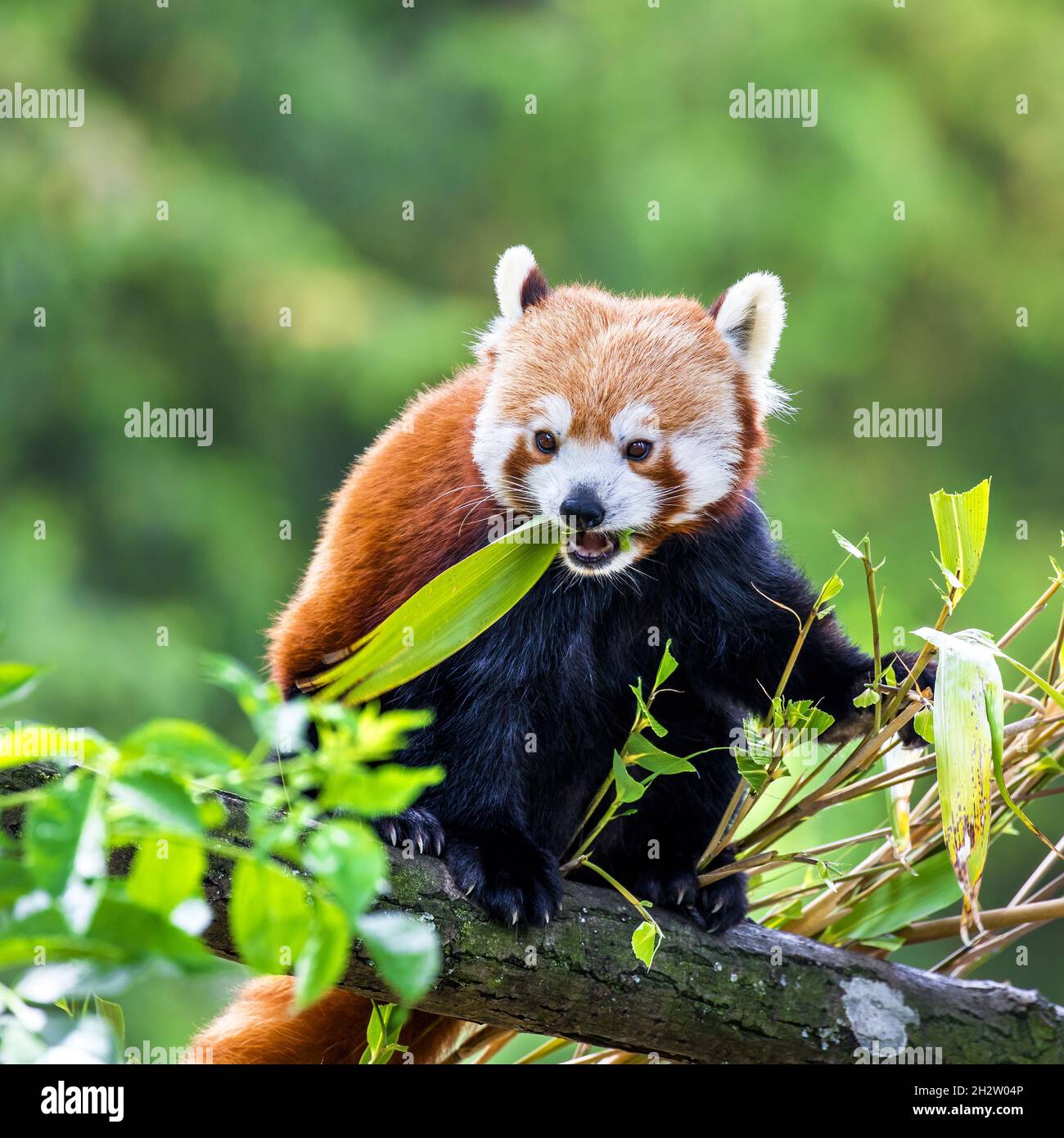 Red Panda Eating