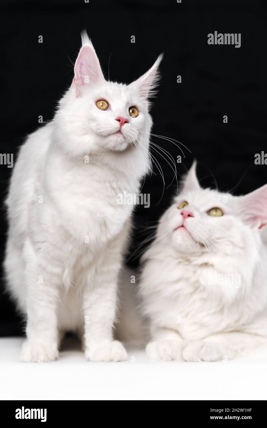 Portrait of two Maine Shag Cats. Beautiful studio shot on black and ...
