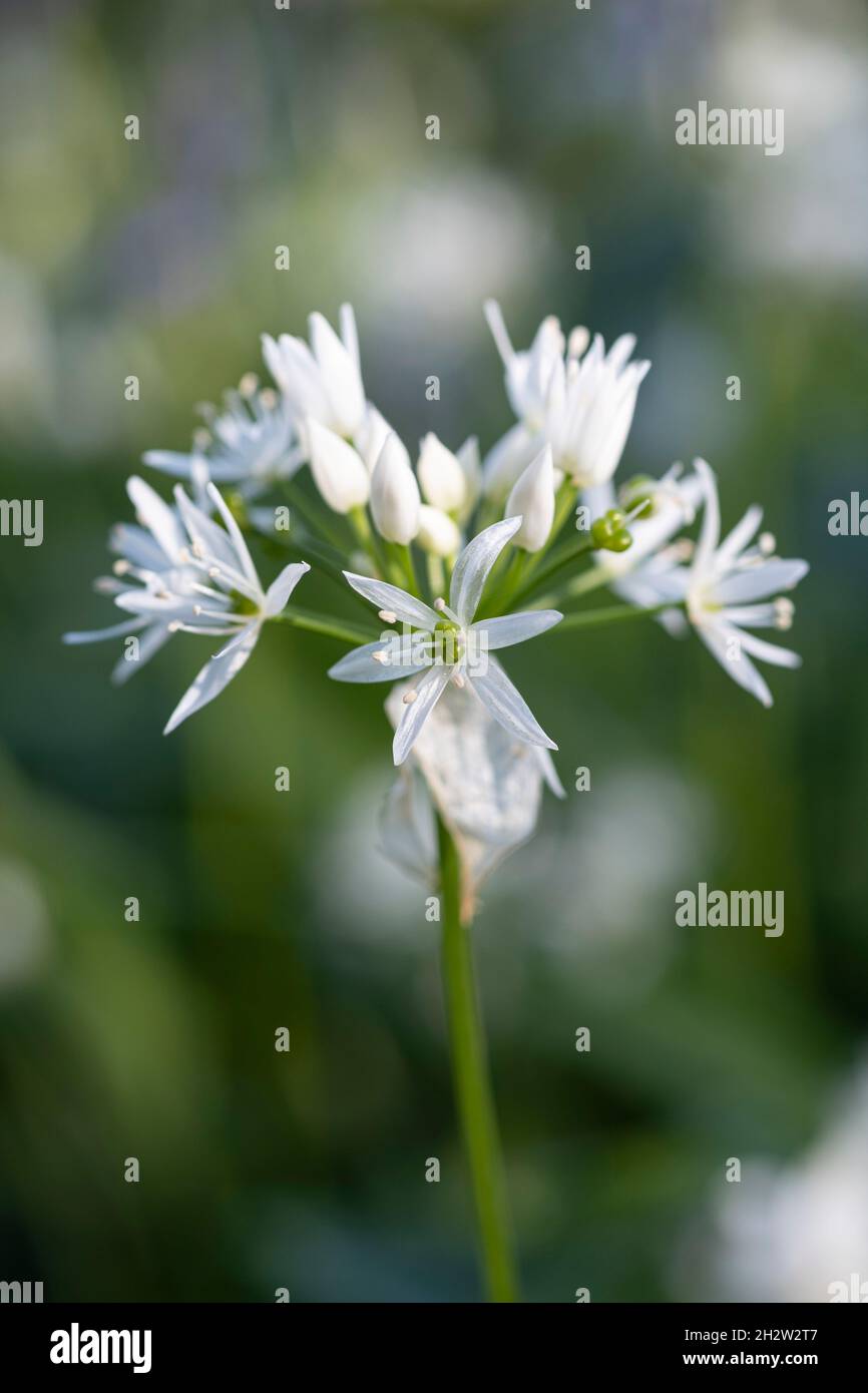 Wild Garlic, Allium ursinum, in woodlands in South Devon Stock Photo ...