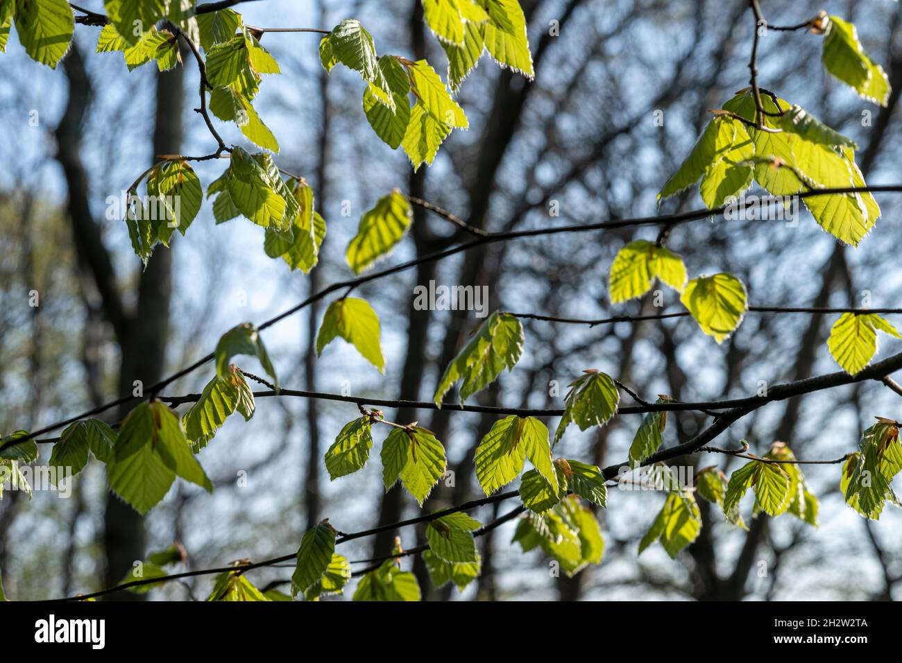 Beech leaves, Fagus sylvatica, spring Stock Photo - Alamy