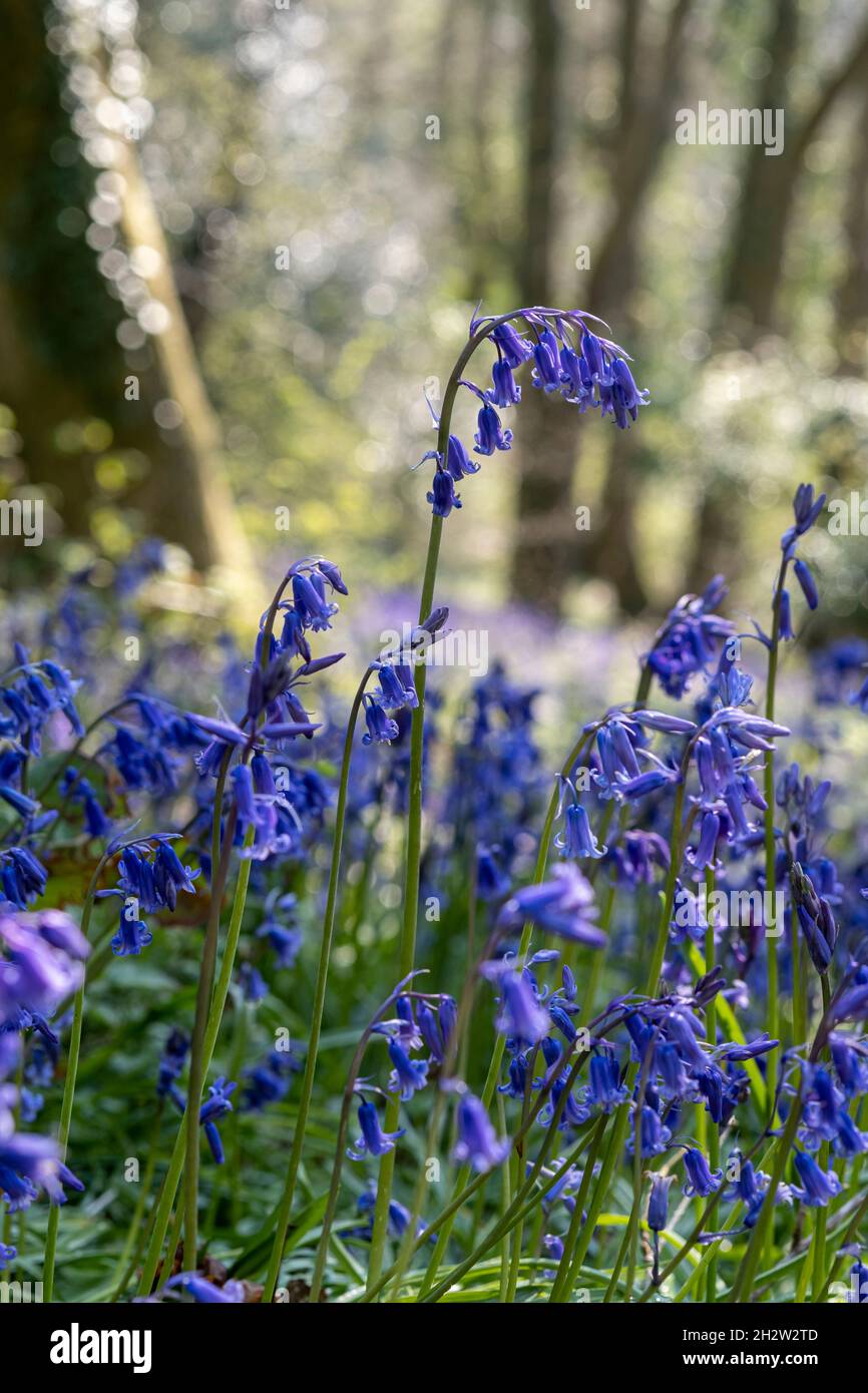 Hyacinthus non scripta hi-res stock photography and images - Alamy