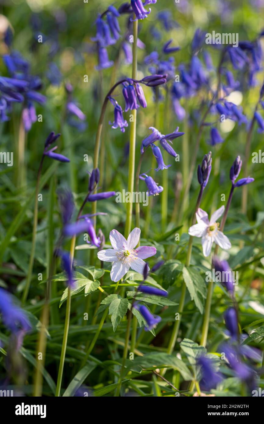 Bluebells, Hyacinthus non-scripta Stock Photo - Alamy