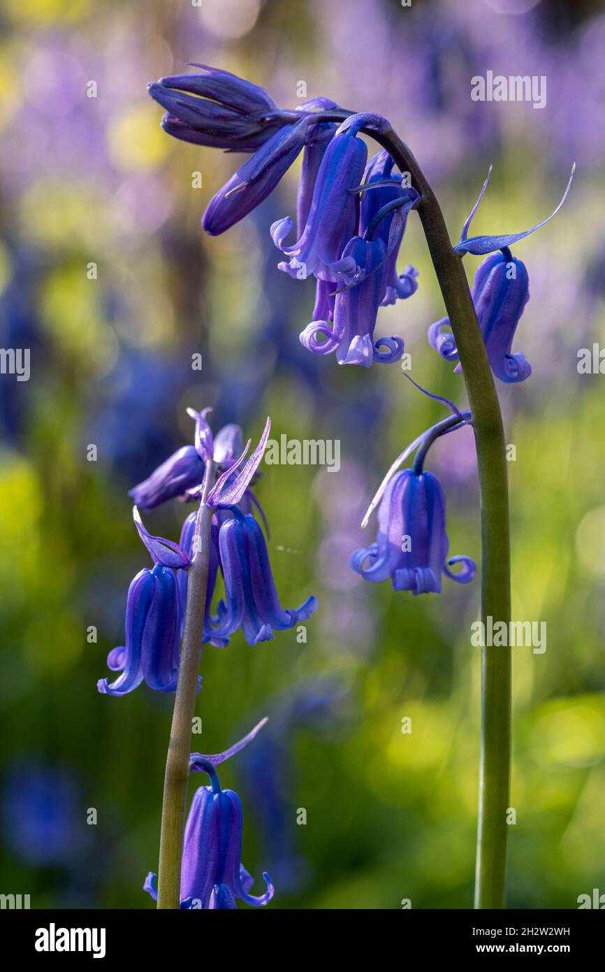 Hyacinthus non scripta hi-res stock photography and images - Alamy