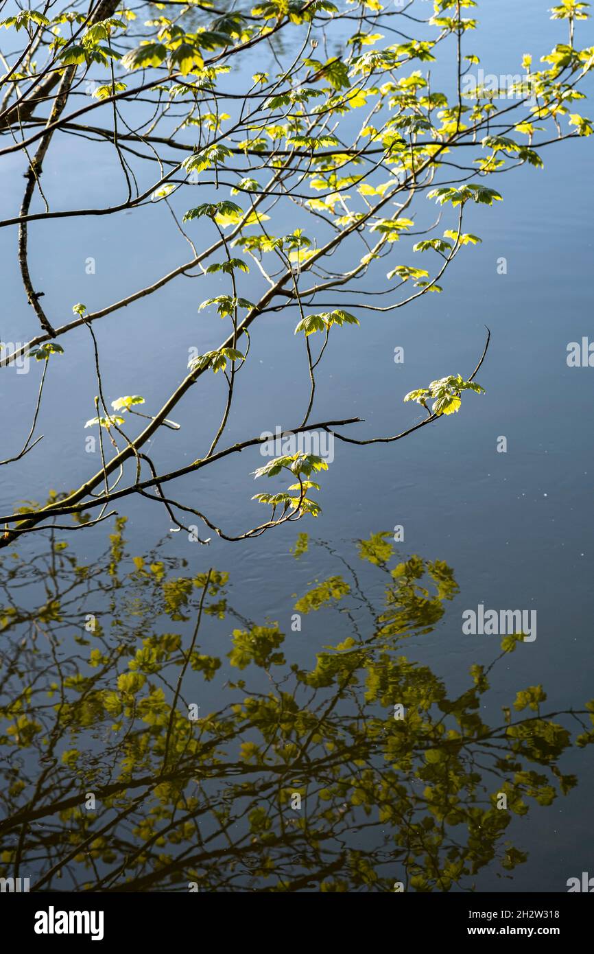 Elm leaves hi-res stock photography and images - Alamy