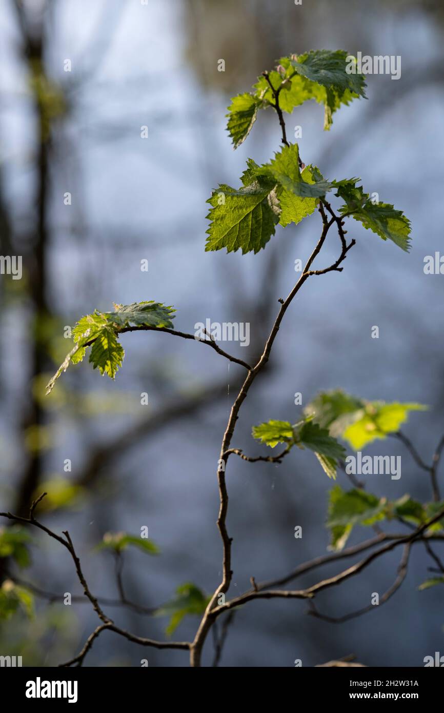 Elm leaves hi-res stock photography and images - Alamy