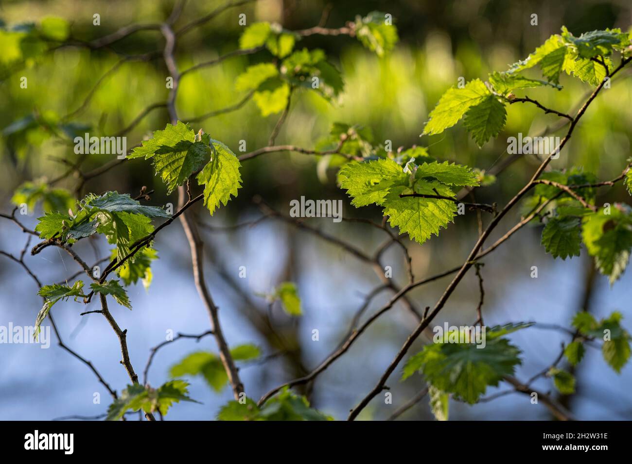 Elm leaves hi-res stock photography and images - Alamy