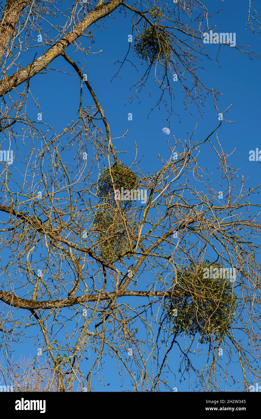 Mistletoe growing in wintery tree Stock Photo - Alamy